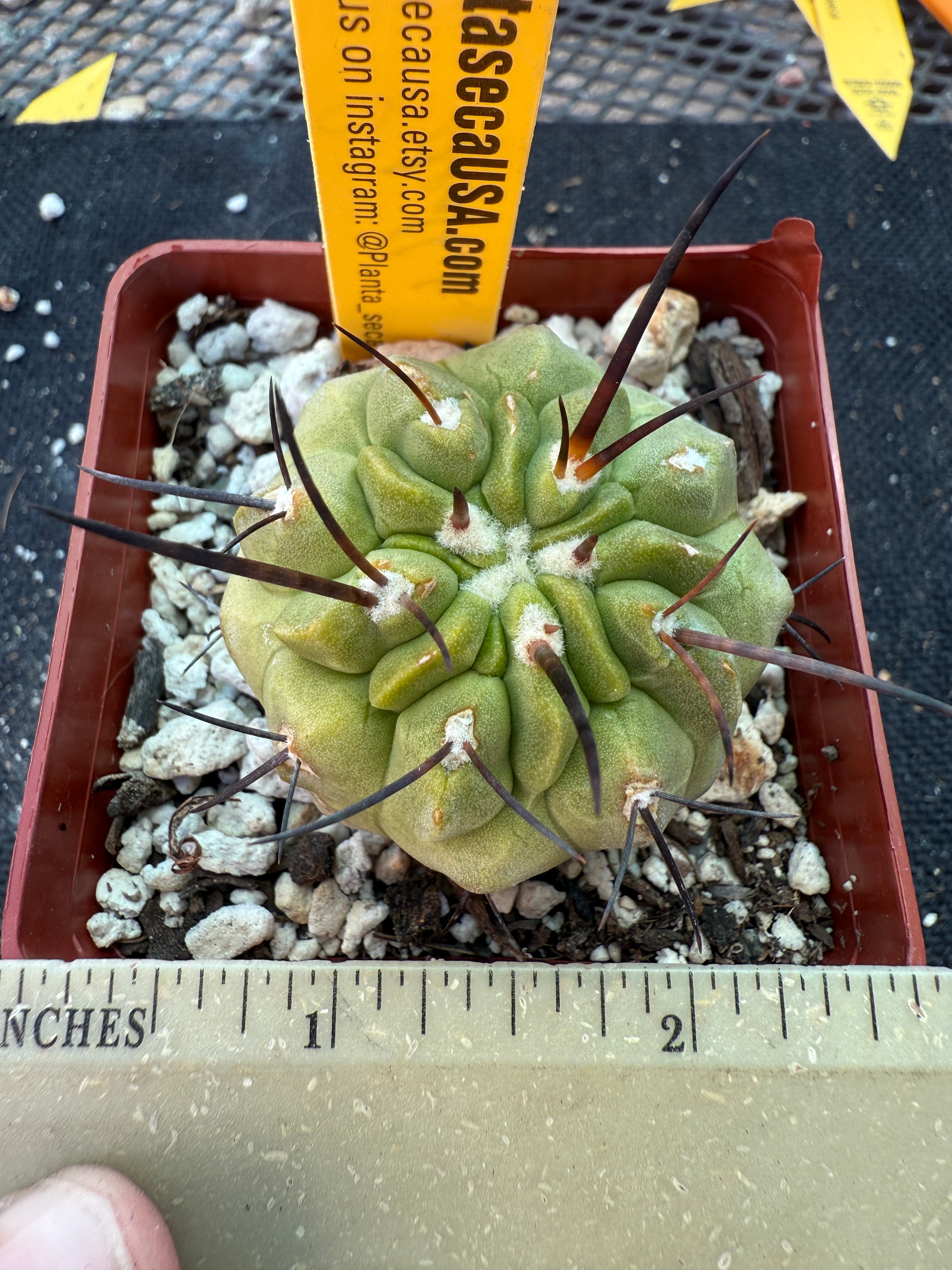 Copiapoa dealbata cactus real nice E93 – Planta seca