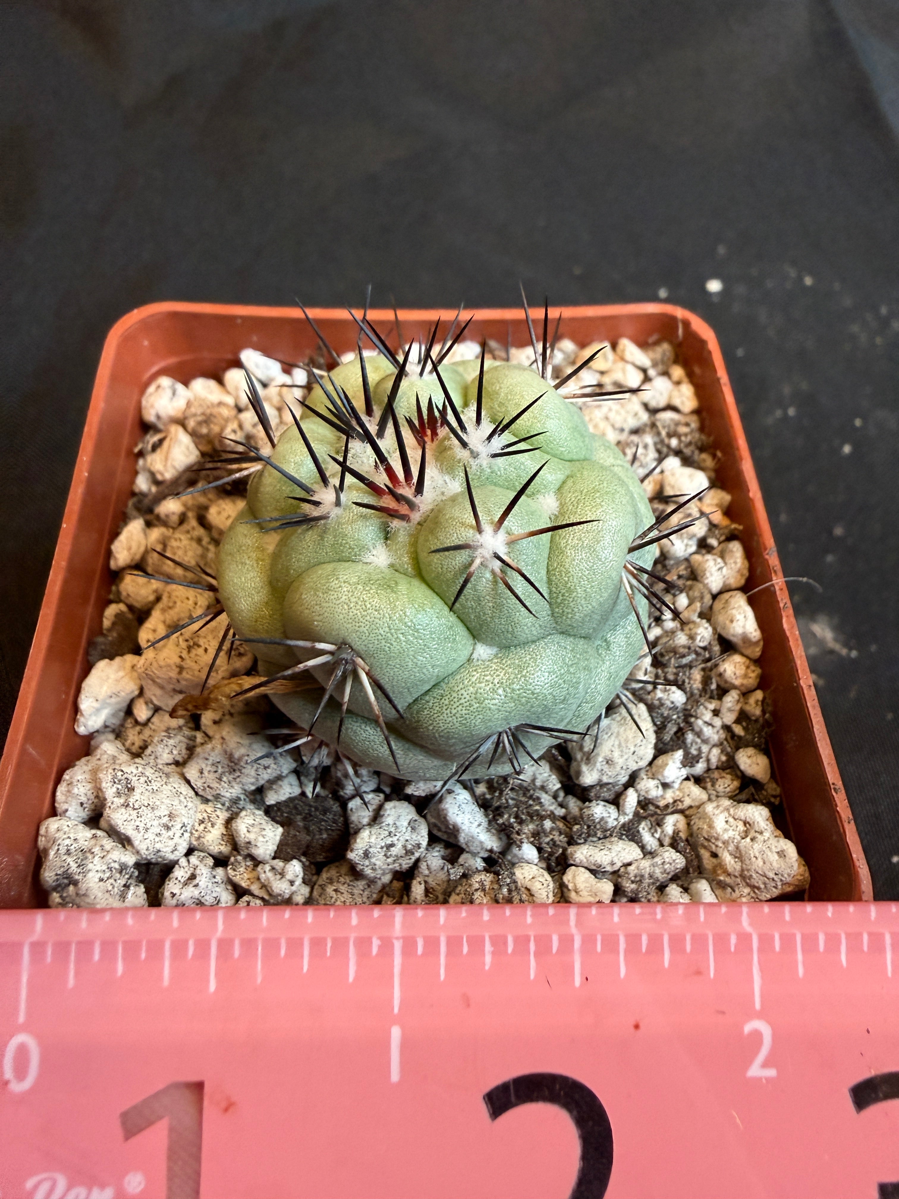 Ortegocactus macdougalii very nice 103 – Planta seca
