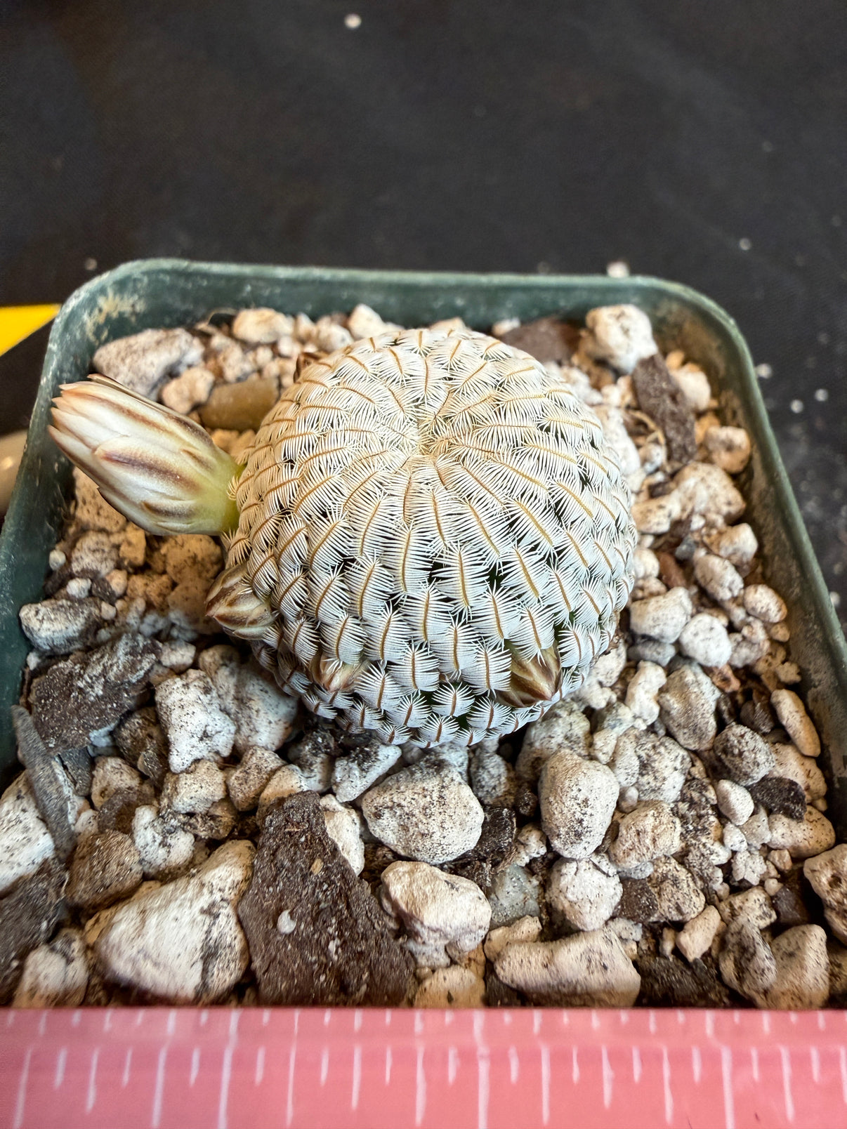 Mammillaria pectinifera rare cactus 116 – Planta seca